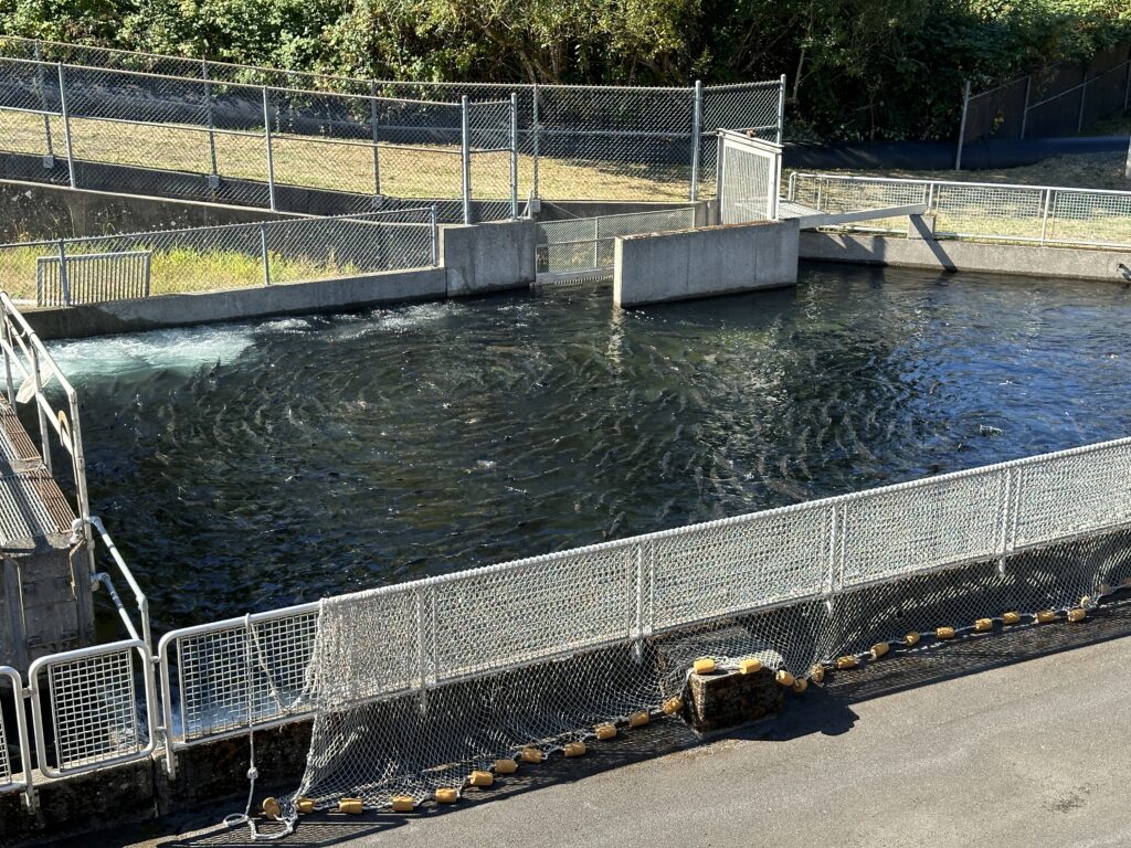FISH HATCHERY - TRYING TO MAKE UP FOR LOST GROUND - Meandering through ...